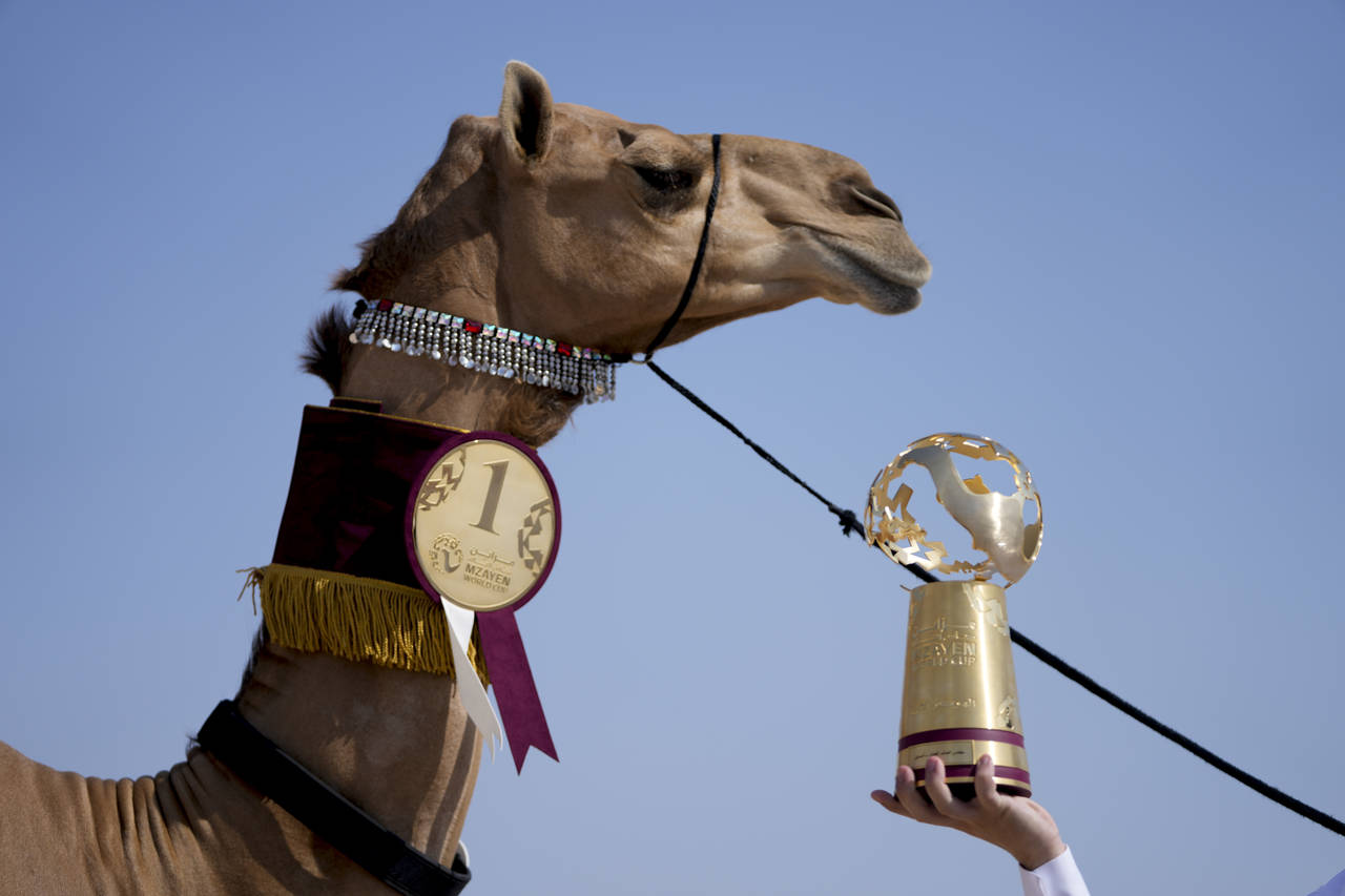 Camel pageant is among World Cup's sidelines attractions - Seattle Sports